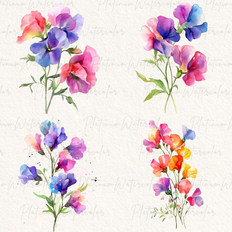 Watercolor Sweet Pea Clipart, April Birthday, Transparent Background ...