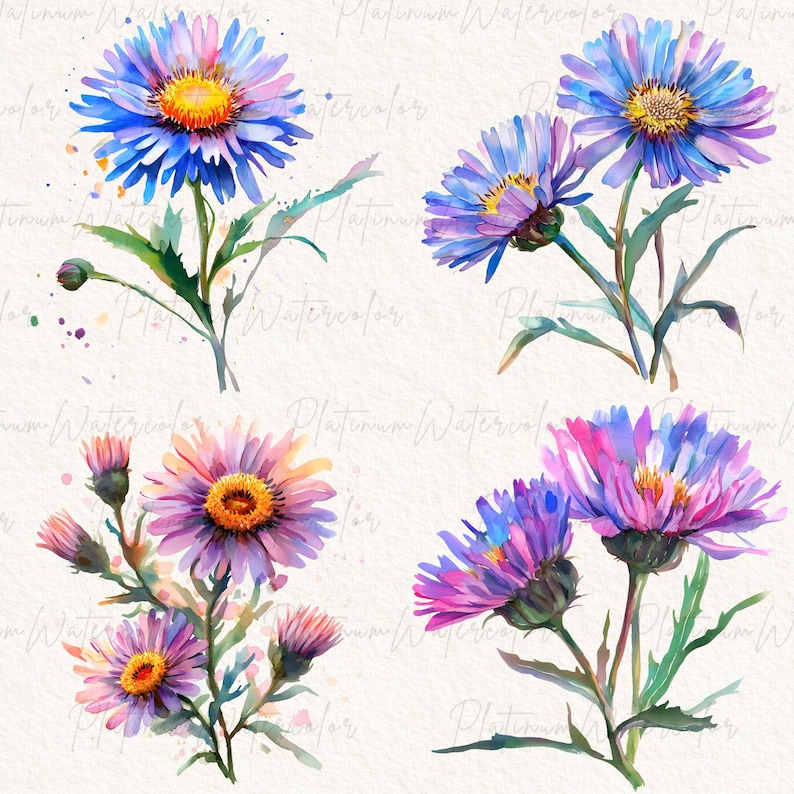Watercolor Aster Clipart, Flower Clipart - Instant Download for ...