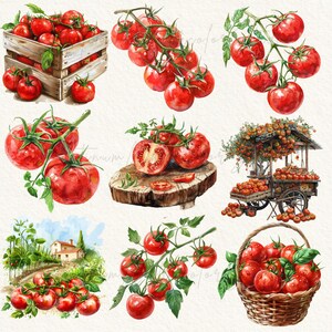 Watercolor Clipart Tomato Png, Tomato Digital Prints, Digital Download ...