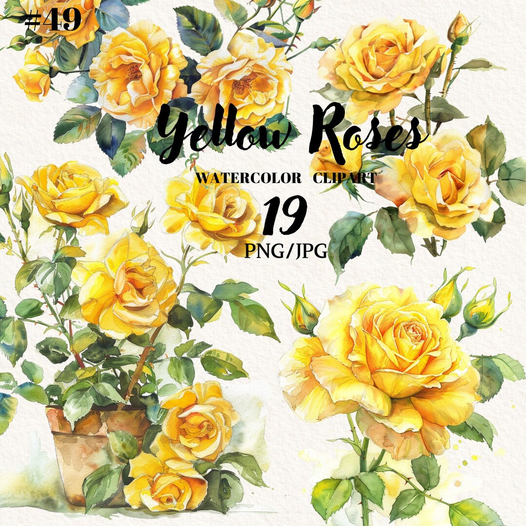 Yellow Roses Clipart Watercolor PNG, Blush Floral Clipart, Floral ...