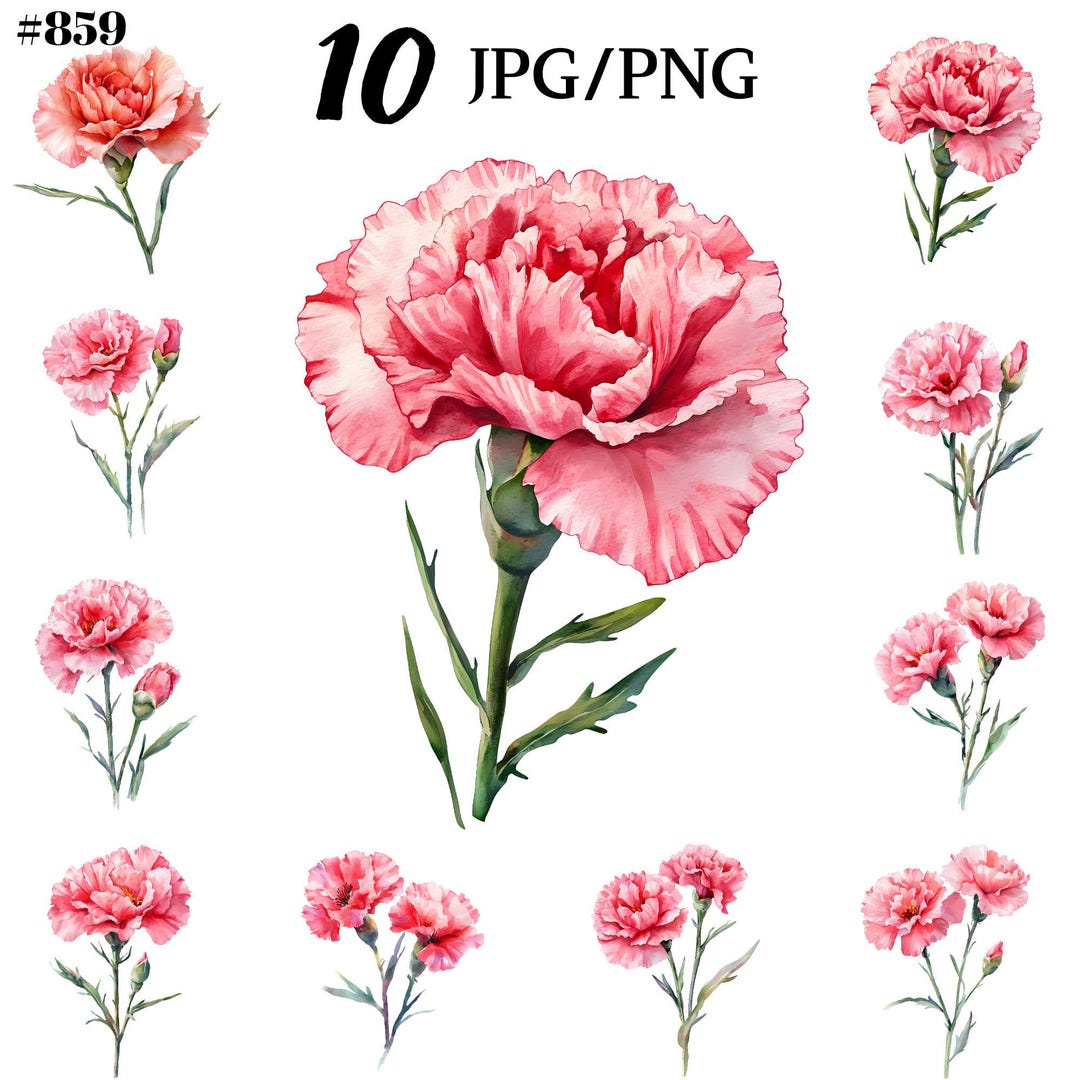 Watercolor Carnation Clipart, Flower Clipart, Flowers Png, Professional ...