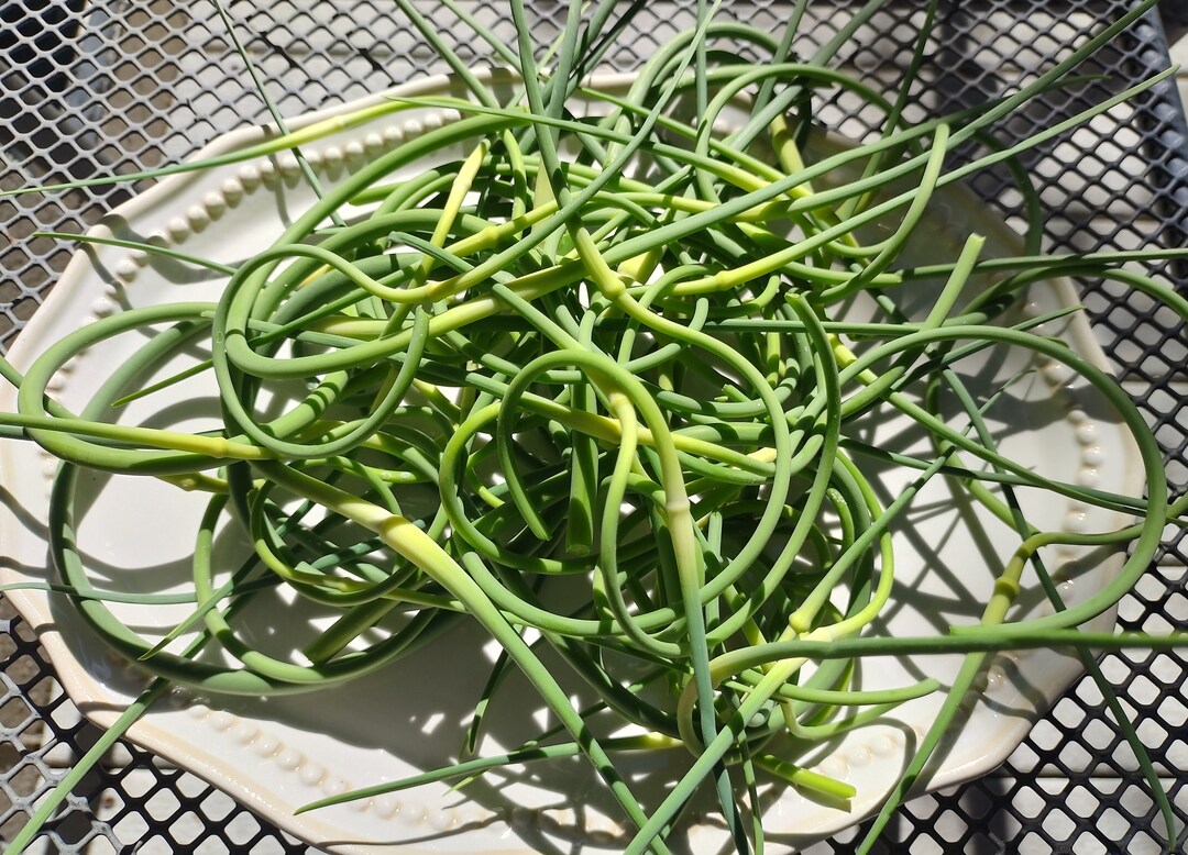 Garlic Scapes, Fresh Cut, Great for Pesto , Pasta Dishes, Eggs and Meat ...
