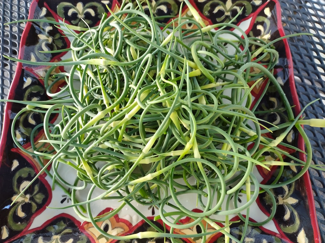 Fresh Cut Garlic Scapes 1/4 Lb Available June 2024 Great for Pesto - Etsy