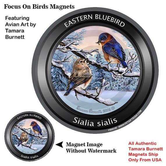 Blue Bird eastern Winter Scene Focus on Bird Magnet - Etsy