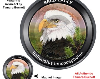 Bald Eagle Soaring Bird Square Magnet - Etsy