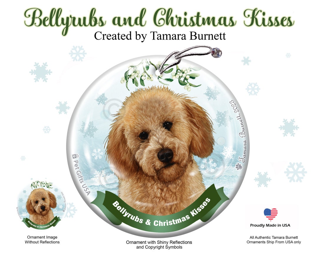 Labradoodle Apricot Poodle Cut - Belly Rubs and Christmas Kisses ...
