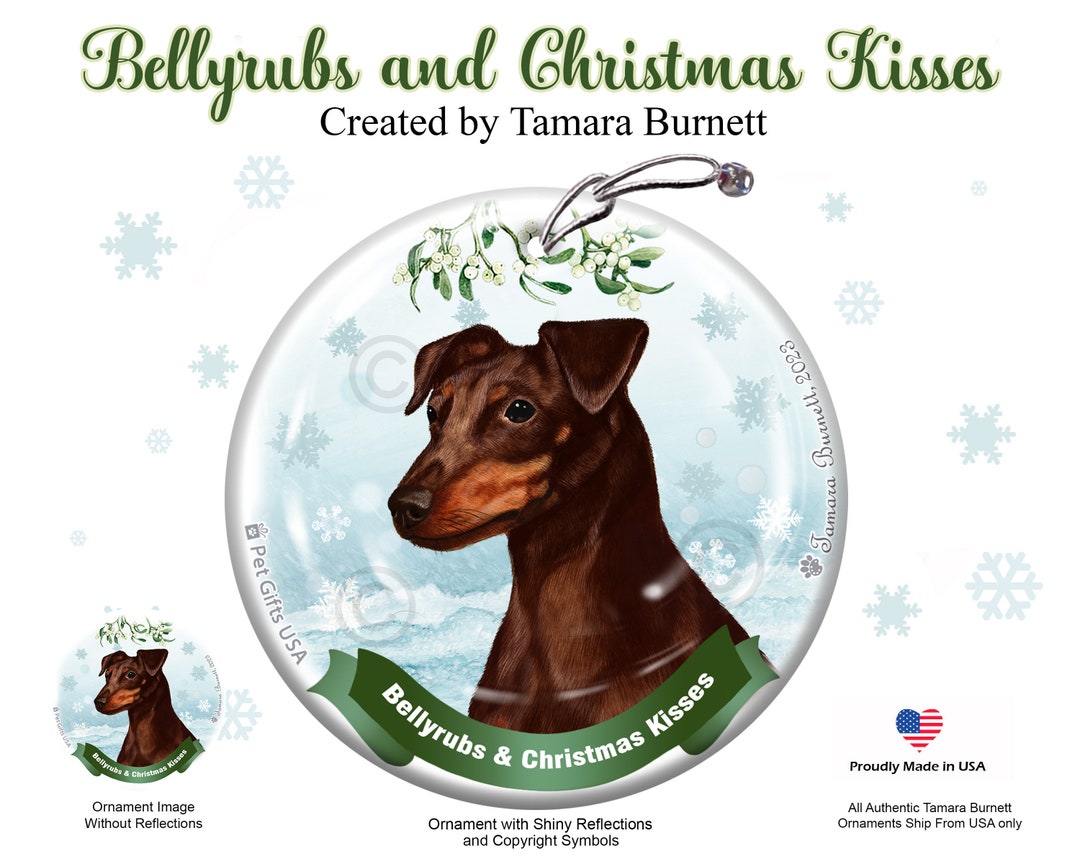Miniature Pinscher Uncropped Chocolate Bellyrubs and Christmas Kisses ...