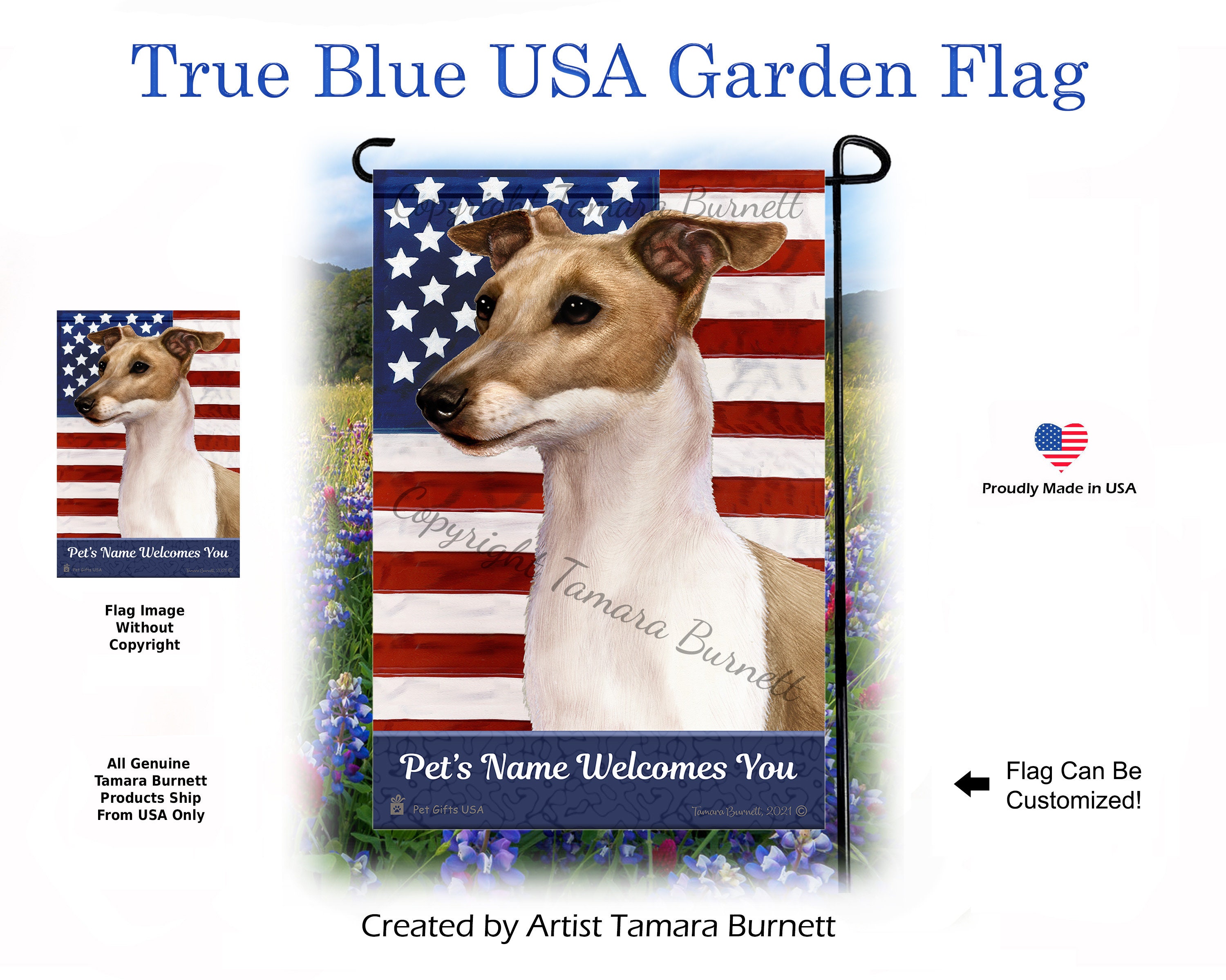 Blue Fawn Italian Greyhound