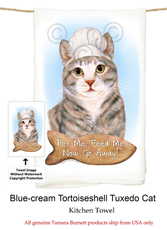 Blue Cream Tortoiseshell Cat