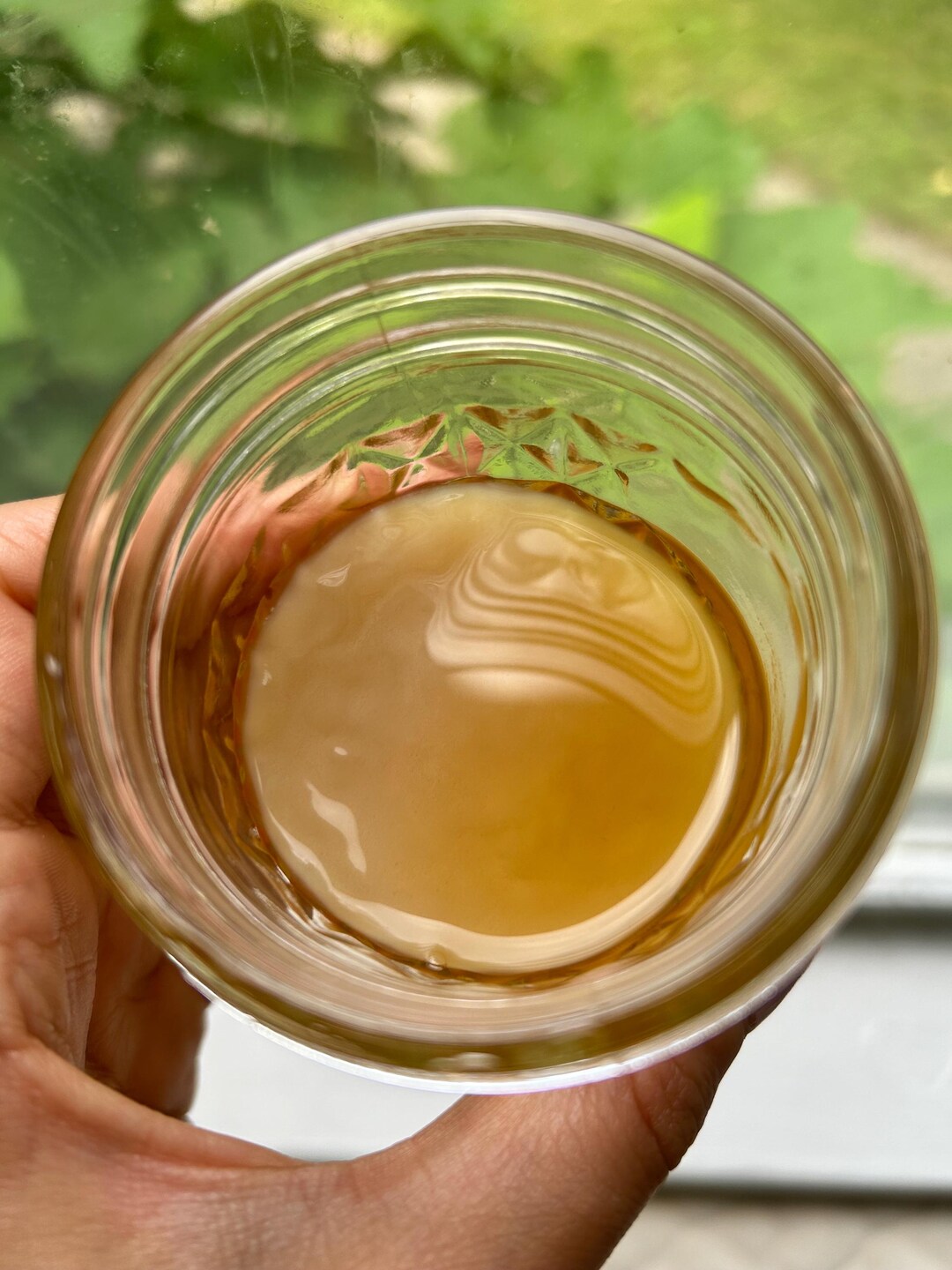 Mother SCOBY and Starter Tea With Black Tea and Cane Sugar Packaged to ...