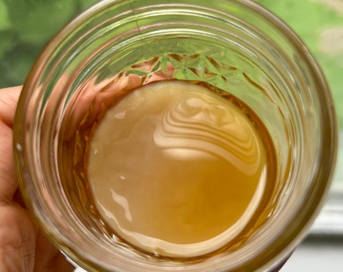 Mother SCOBY and Starter Tea With Black Tea and Cane Sugar Packaged to ...
