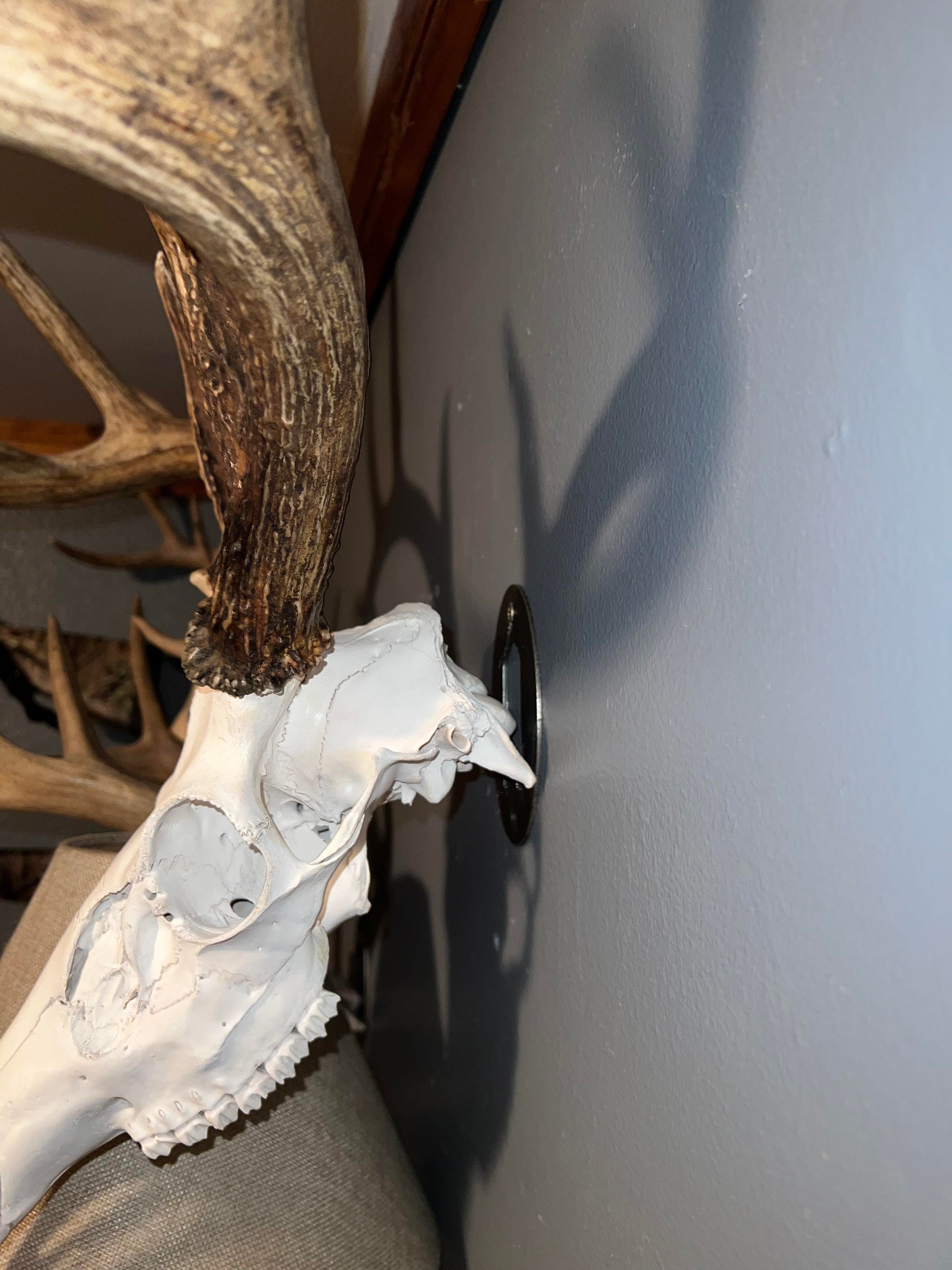 European Skull Mount / Deer Skull Mount - Etsy