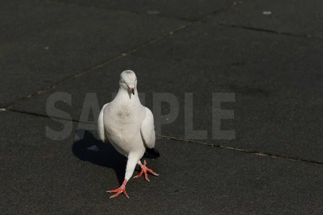 Strutting Pigeon Steals the Show With Its Catwalk Performance PRINTABLE ...