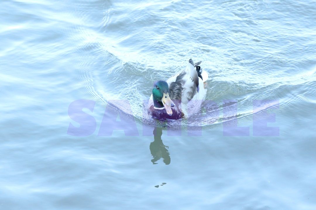 Quack-tastic! Adorable Duck Spotted Floating in Nyc’s Harlem River ...