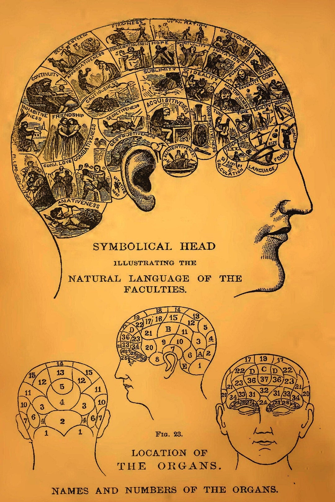 Vintage Phrenology Head Brain Map Chart Print Poster - Etsy UK