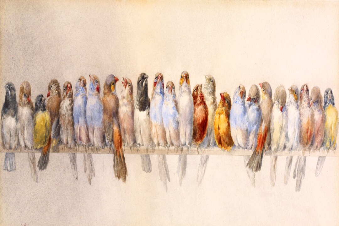 A Perch of Birds by Hector Giacomelli Print Poster - Etsy