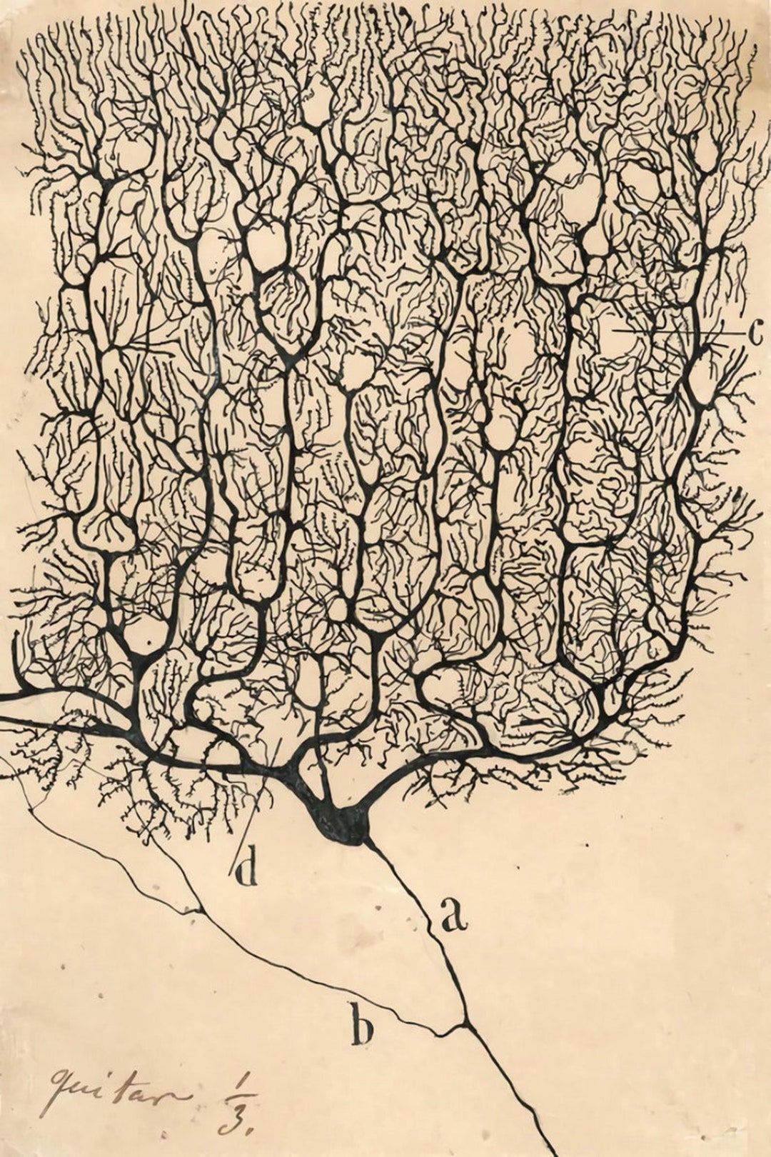 Neuron Drawing by Santiago Ramón Y Cajal Print Poster - Etsy