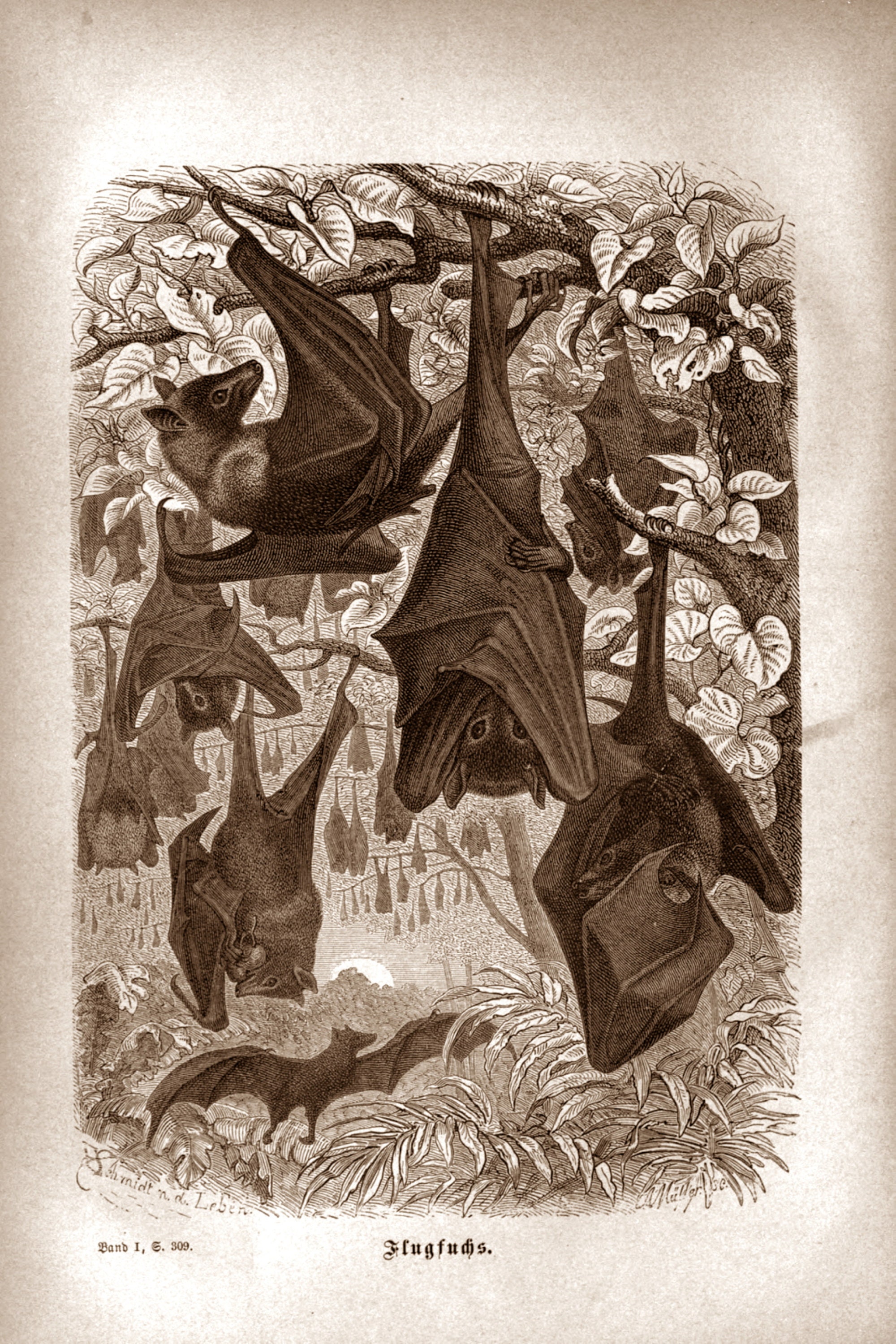 Vintage Bat Illustration Natural History Chiroptera Print - Etsy