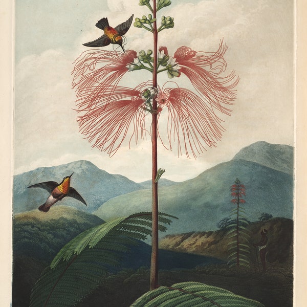 Sensitive Plant - Etsy