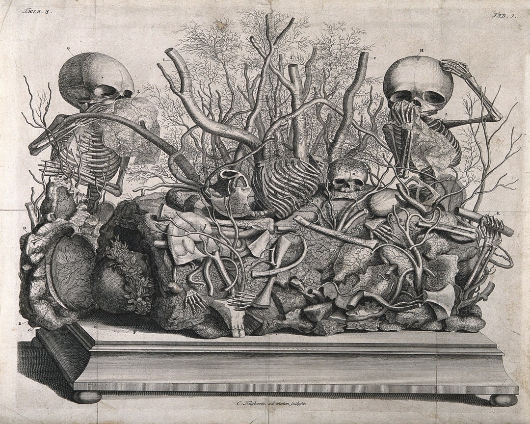 Frederik Ruysch Diorama of Fetal Skeletons Arranged With Various ...