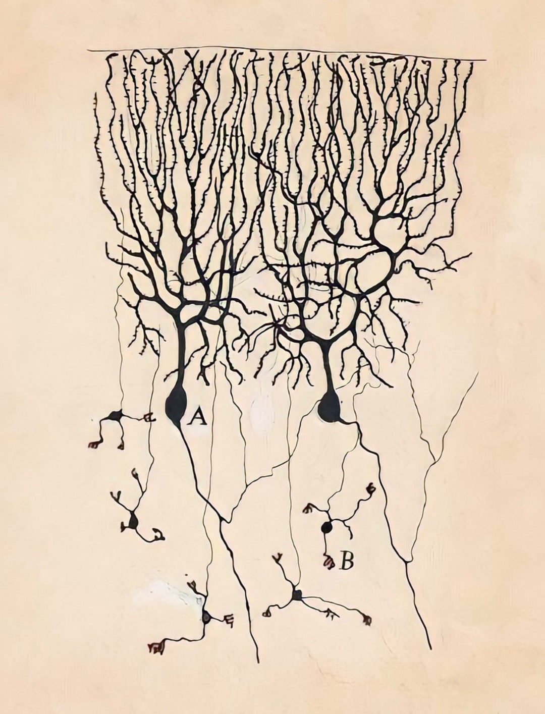 Vintage Neuron Drawing by Santiago Ramon Y Cajal Print Poster - Etsy