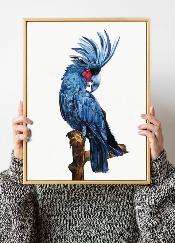 Blue Cockatoo