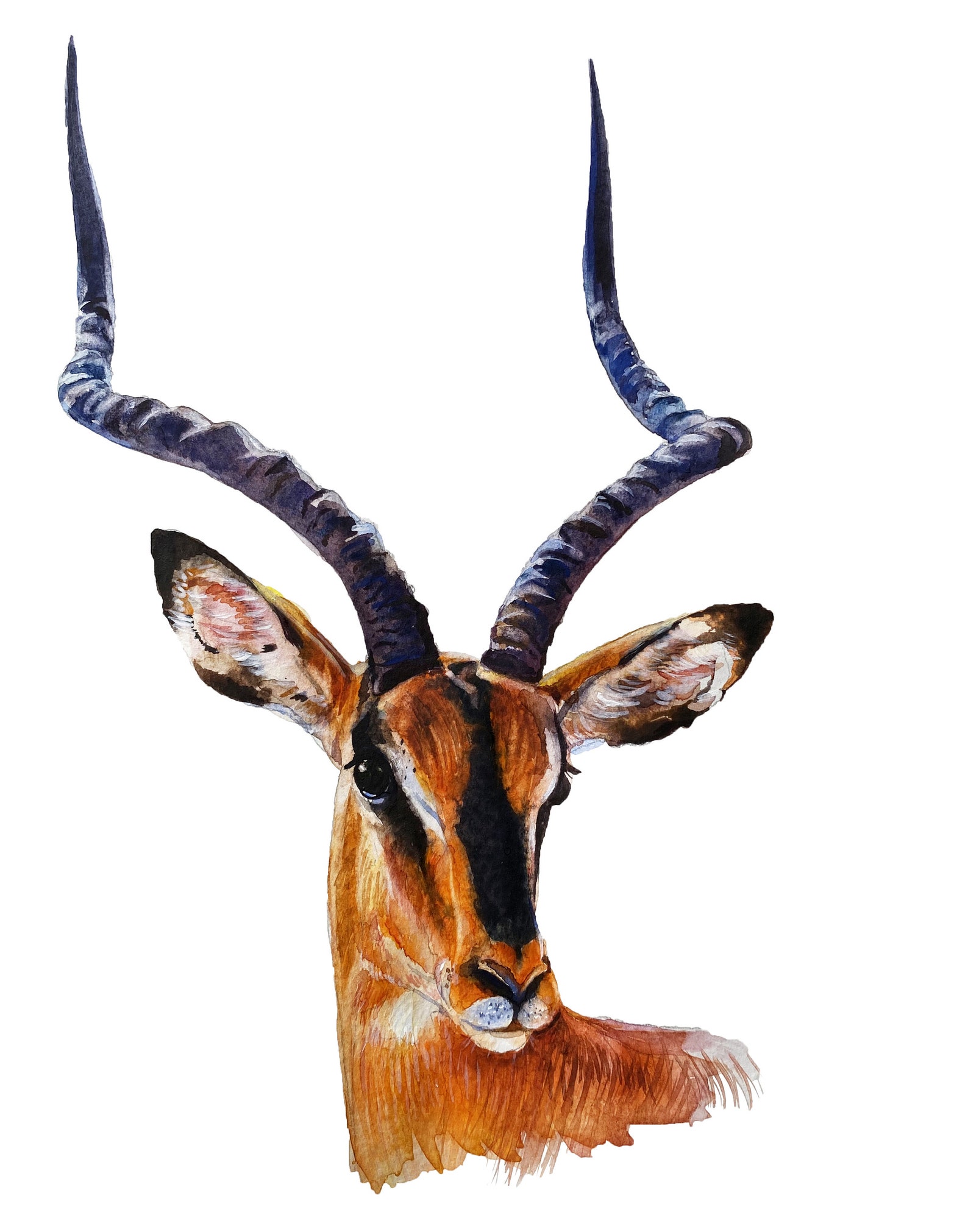 Original Watercolor IMPALA ANTELOPE Painting Africa Safari - Etsy