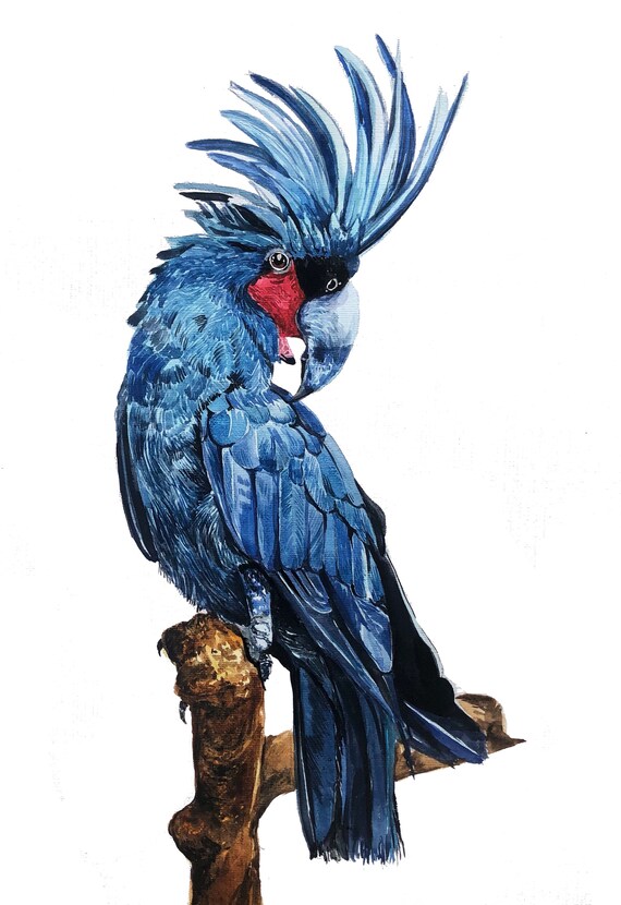 Blue Cockatoo Bird