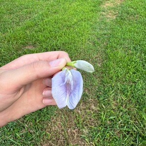 Atlantic Pigeonwings Clitoria Mariana - Etsy