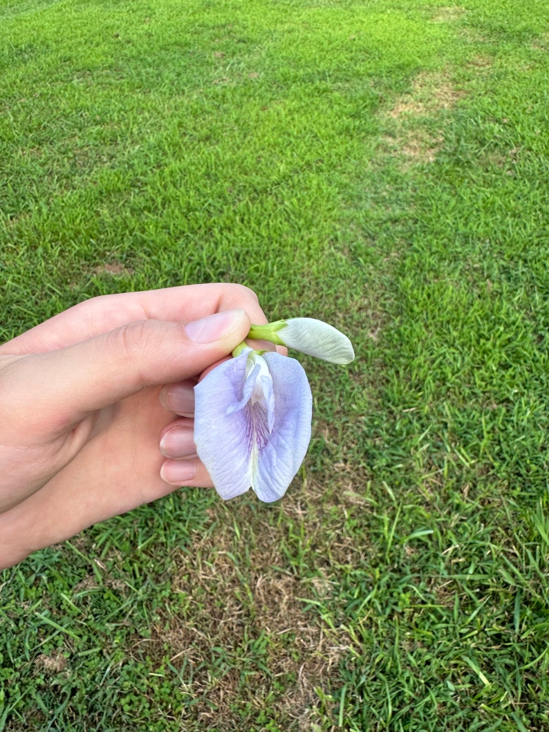 Atlantic Pigeonwings Clitoria Mariana - Etsy