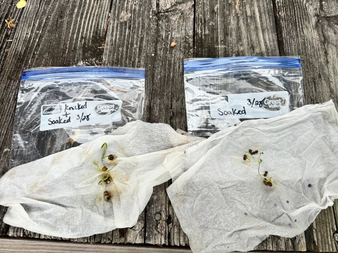 Atlantic Pigeonwings Clitoria Mariana - Etsy