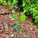 Atlantic Pigeonwings Clitoria Mariana - Etsy