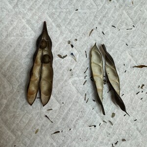 Atlantic Pigeonwings Clitoria Mariana - Etsy