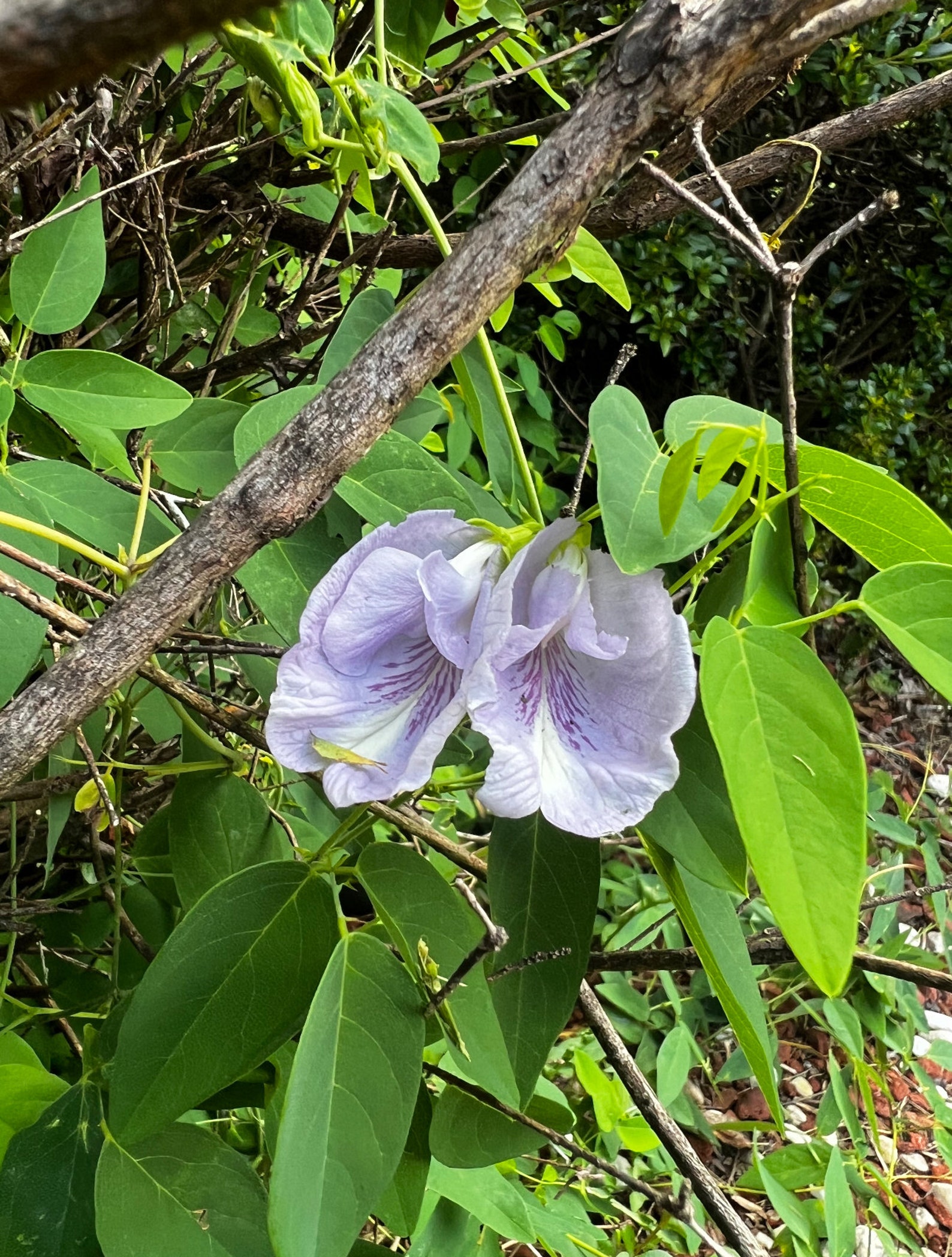 Atlantic Pigeonwings Clitoria Mariana - Etsy