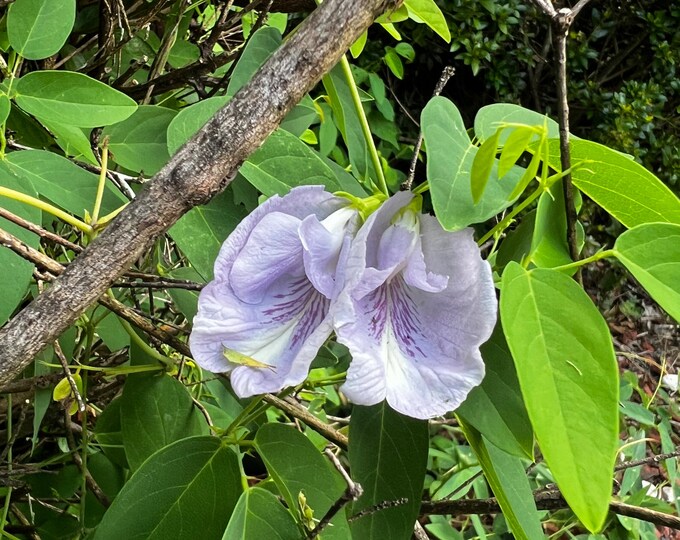 Atlantic Pigeonwings Clitoria Mariana - Etsy