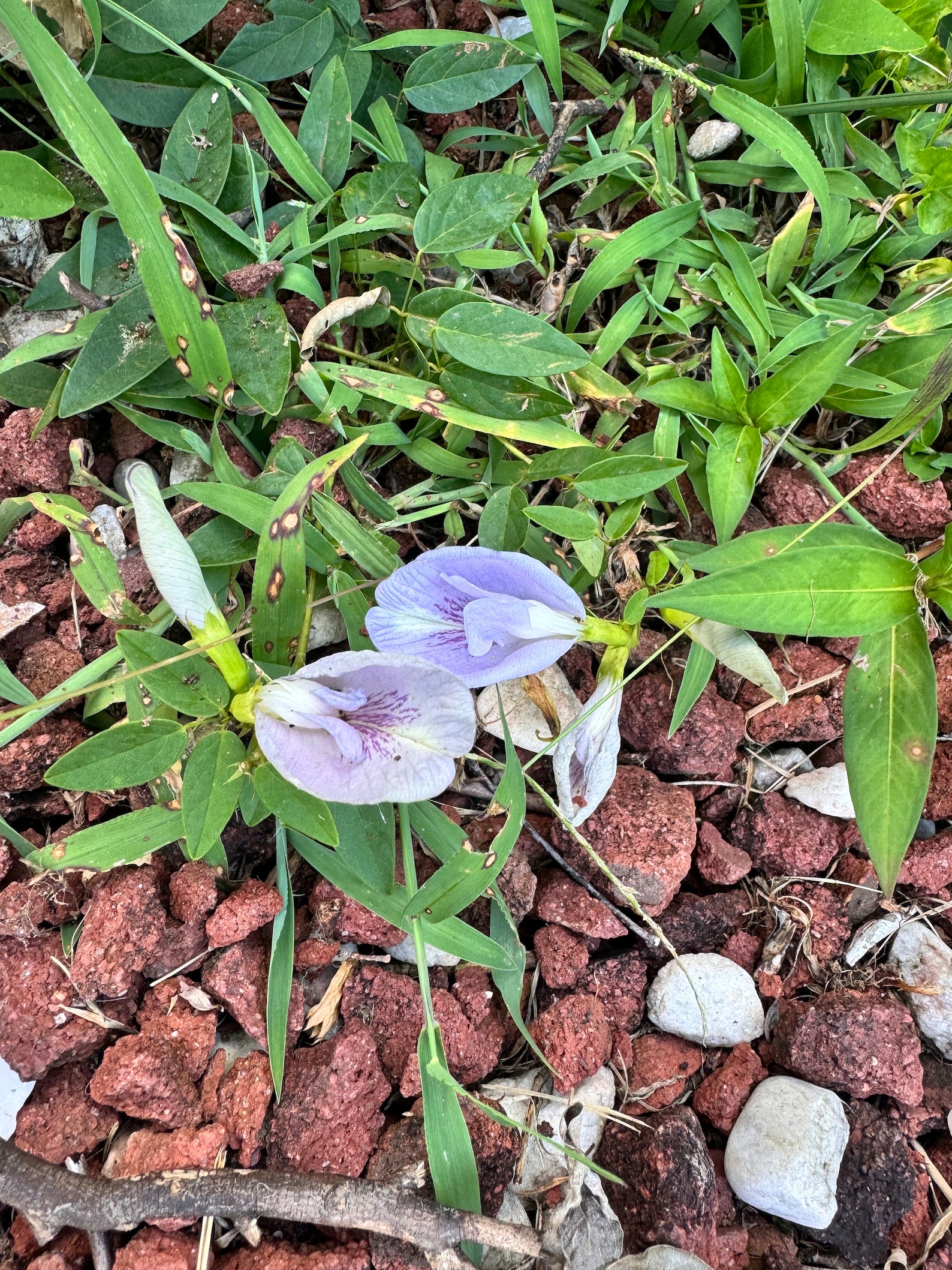 Atlantic Pigeonwings Clitoria Mariana - Etsy