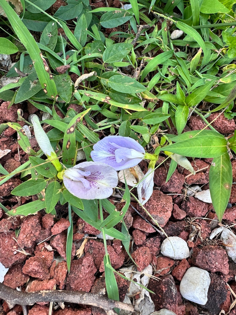 Atlantic Pigeonwings Clitoria Mariana - Etsy