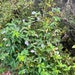 Atlantic Pigeonwings Clitoria Mariana - Etsy