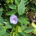 Atlantic Pigeonwings Clitoria Mariana - Etsy