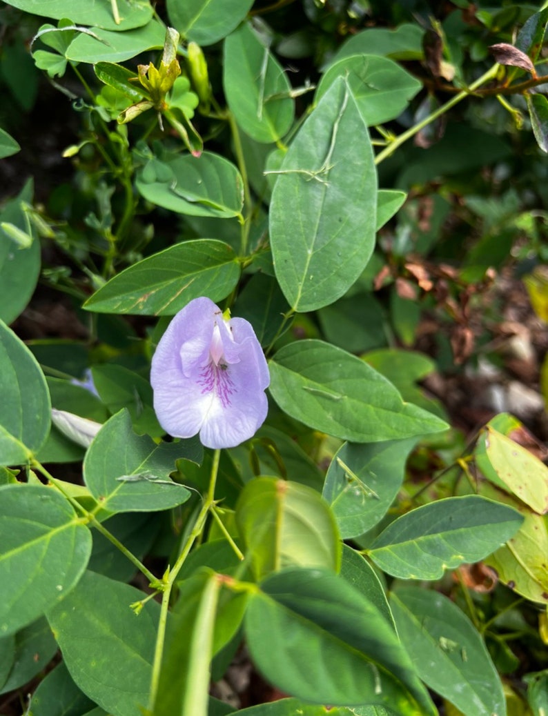 Atlantic Pigeonwings Clitoria Mariana - Etsy