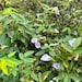 Atlantic Pigeonwings Clitoria Mariana - Etsy
