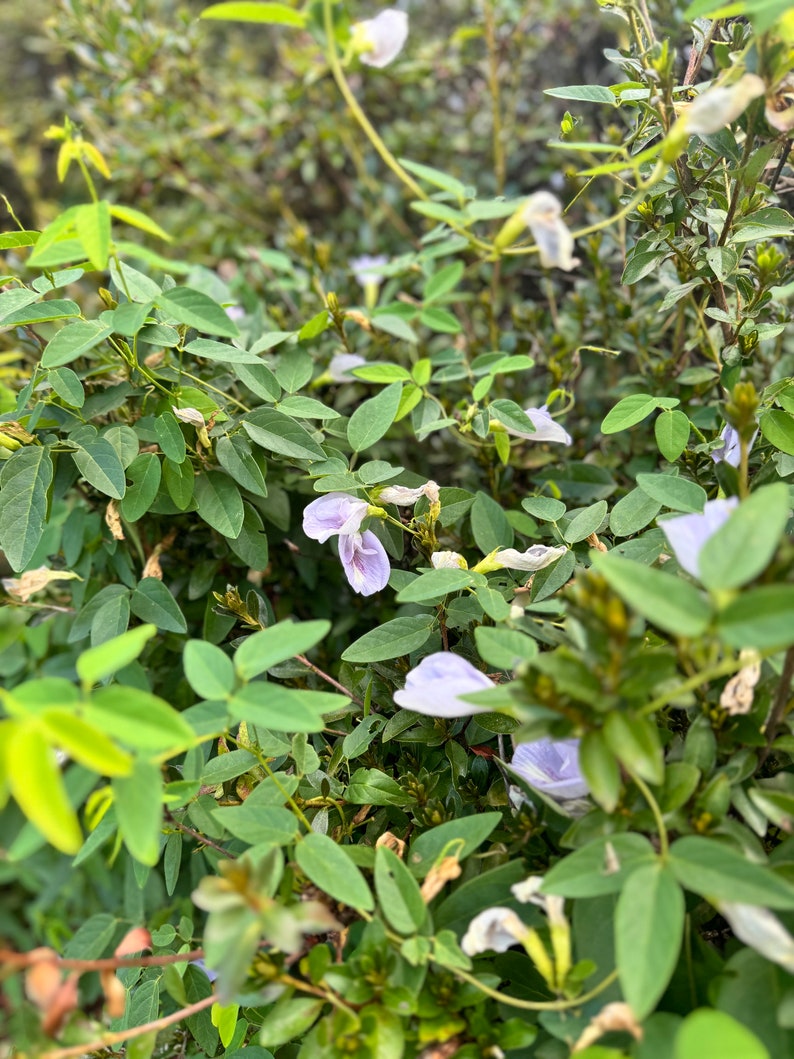 Atlantic Pigeonwings Clitoria Mariana - Etsy