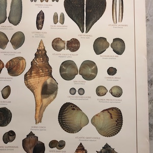 Seashells of South Carolina printed by the South Carolina | Etsy