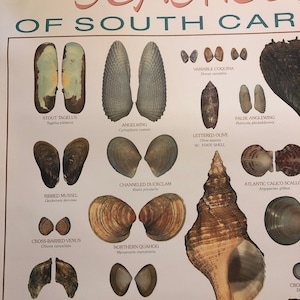 Seashells of South Carolina printed by the South Carolina | Etsy