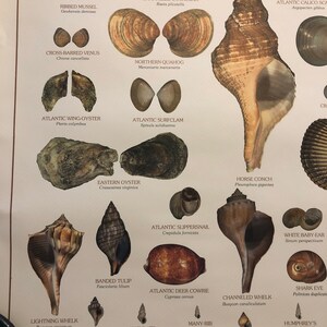 Seashells of South Carolina printed by the South Carolina | Etsy