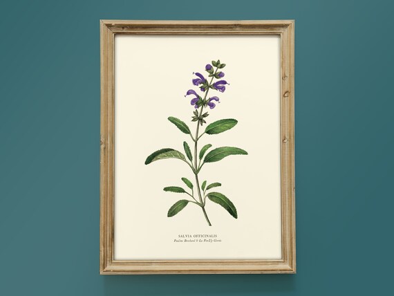 Botanical Watercolor Sage Poster 18 X 24 Cm or Postcard | Etsy UK