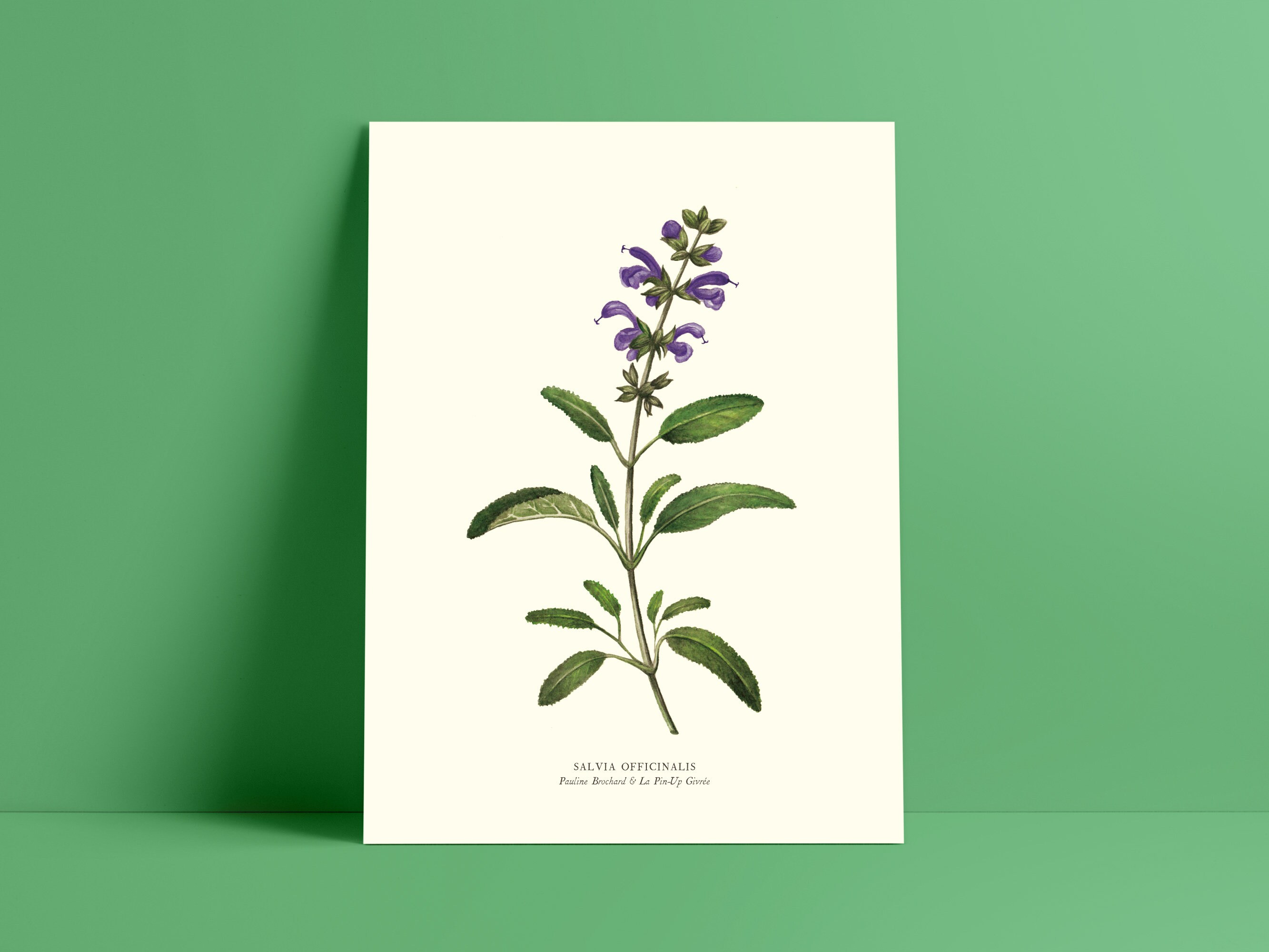 Botanical Watercolor Sage Poster 18 X 24 Cm - Etsy UK
