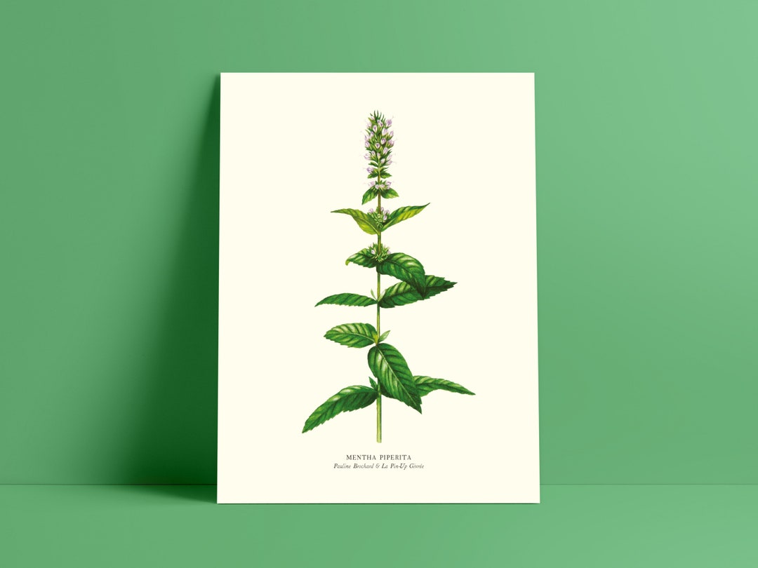 Botanical Watercolor Peppermint Poster 18 X 24 Cm - Etsy