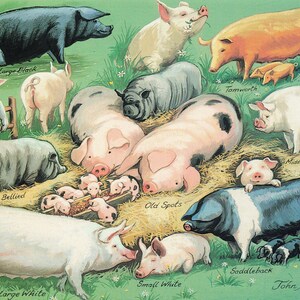 PIGS Eight Pig Breeds ARTIST John Mclean Vintage Postcard - Etsy UK