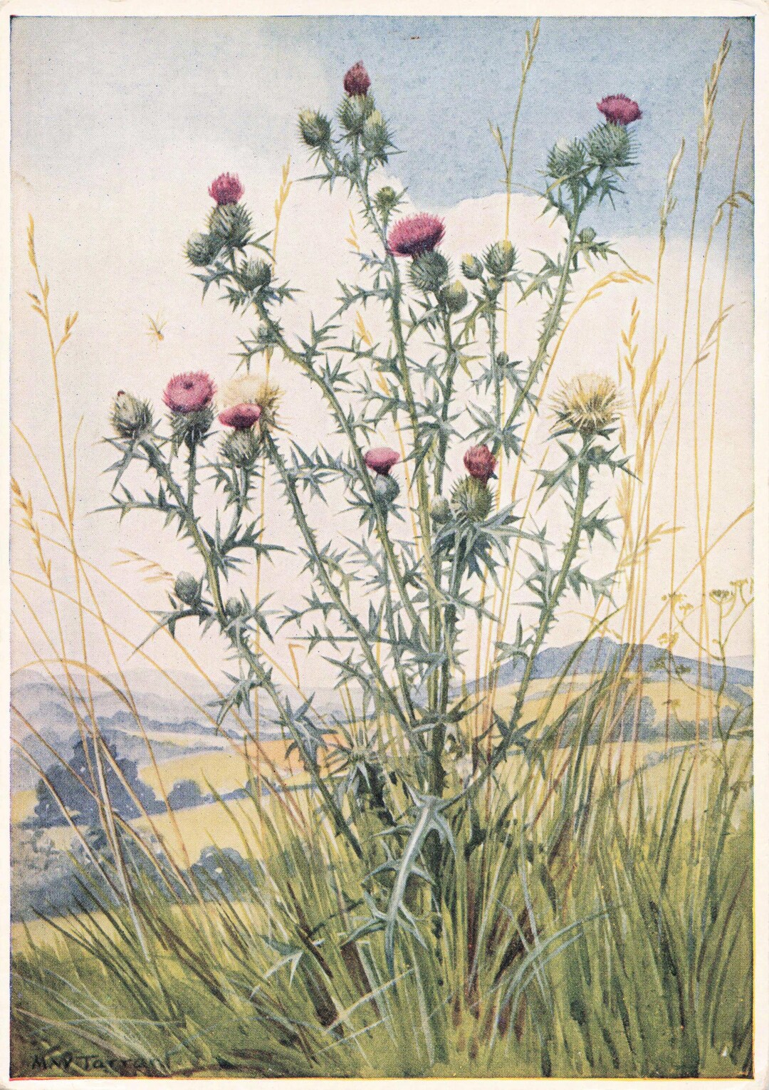 Margaret Tarrant Scotch Thistle Wild Flower Series 1950's Medici ...